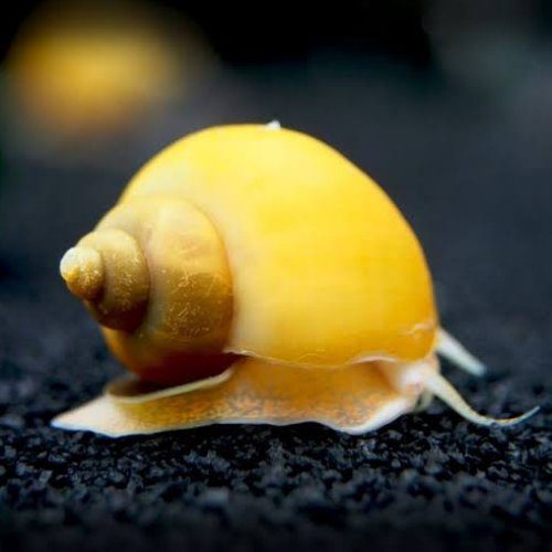 Apple Snail – The Fish Guy