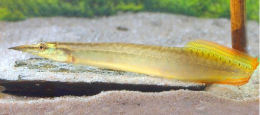 Yellow tail Eel – The Fish Guy