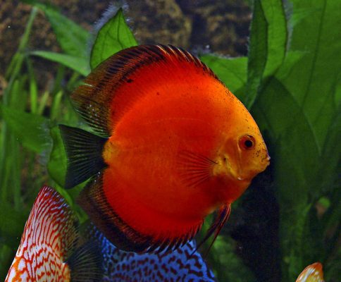 Red Marlboro Discus – The Fish Guy