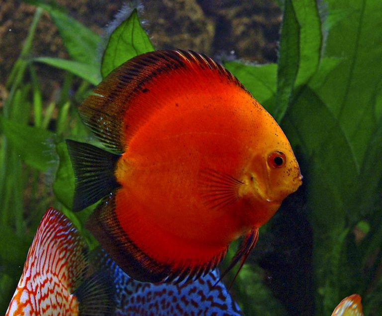 Red Marlboro Discus – The Fish Guy