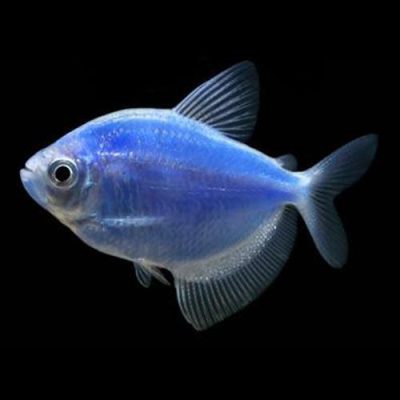 Blue Coloured Widow Tetra – The Fish Guy