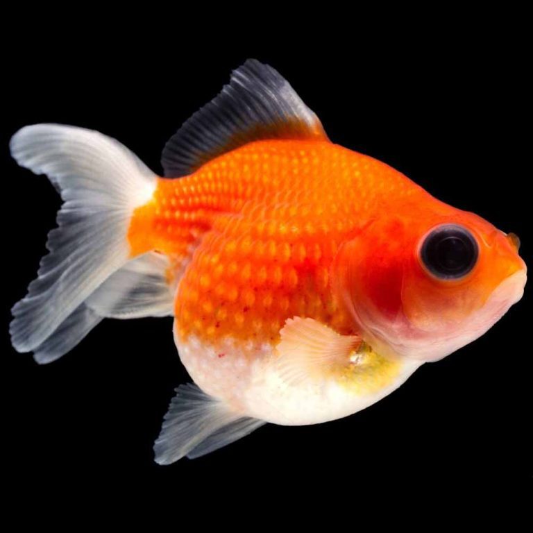Pearl Scale Goldfish – The Fish Guy
