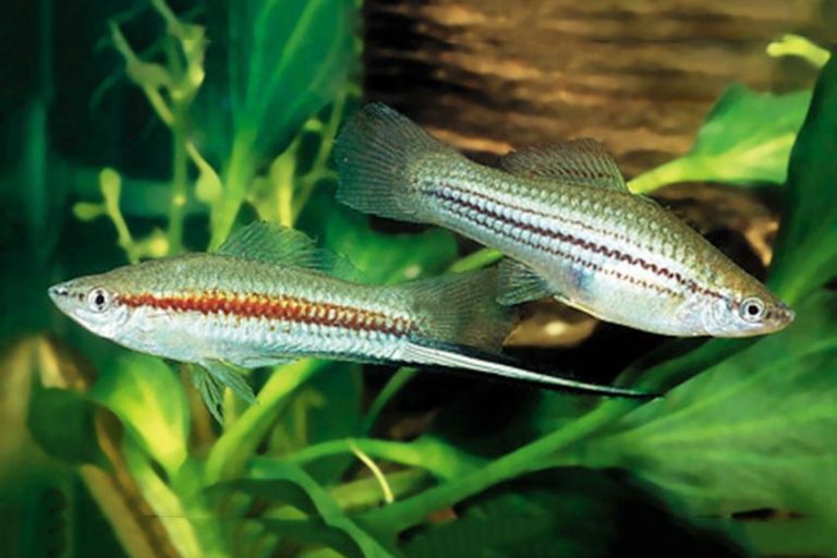 Green Swordtail Fish – The Fish Guy