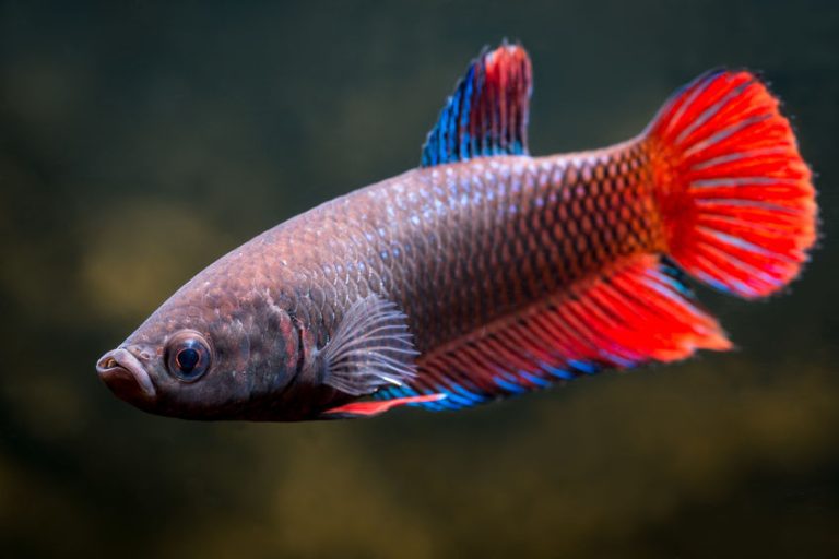 Female Siamese Fighter (Betta Fish) – The Fish Guy