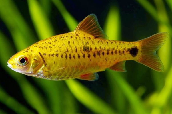 Golden Barb – The Fish Guy