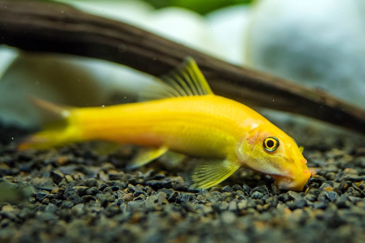 Chinese Algae Eater (m) – The Fish Guy