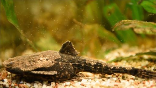 Banjo Catfish – The Fish Guy