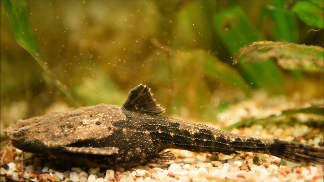 Banjo Catfish – The Fish Guy