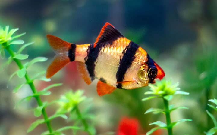 Tiger Barb – The Fish Guy