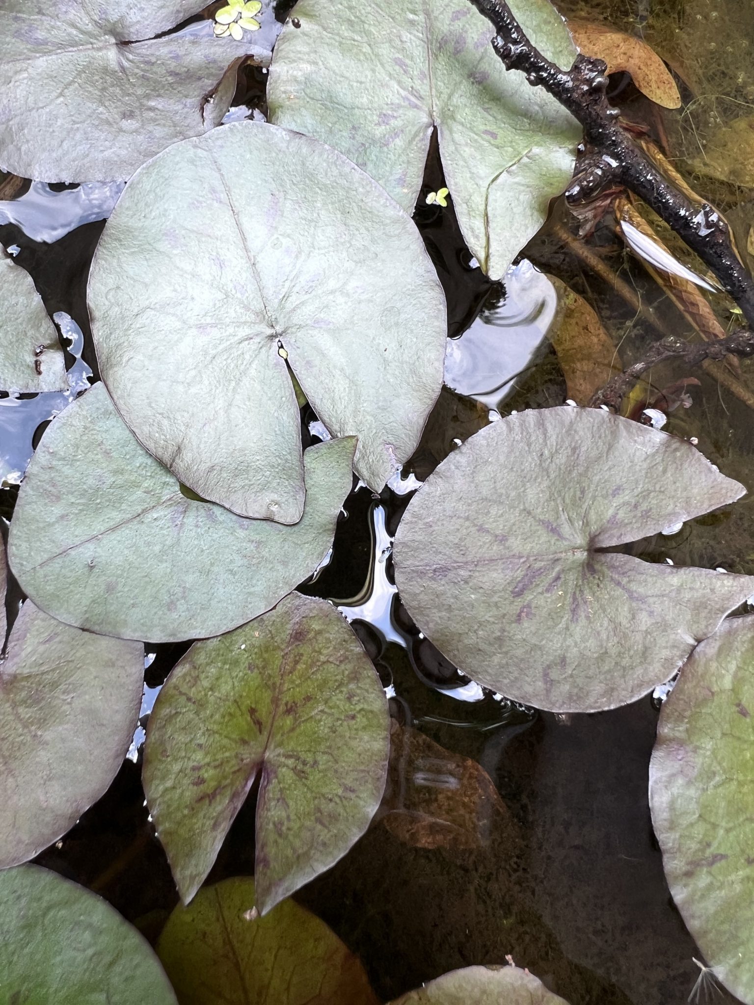 Dwarf Water Lily – The Fish Guy