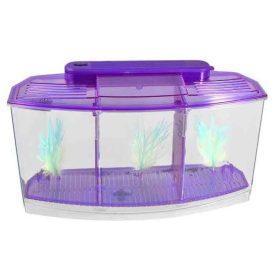 Betta Bow Fish Tank, 3 TANK KIT – The Fish Guy
