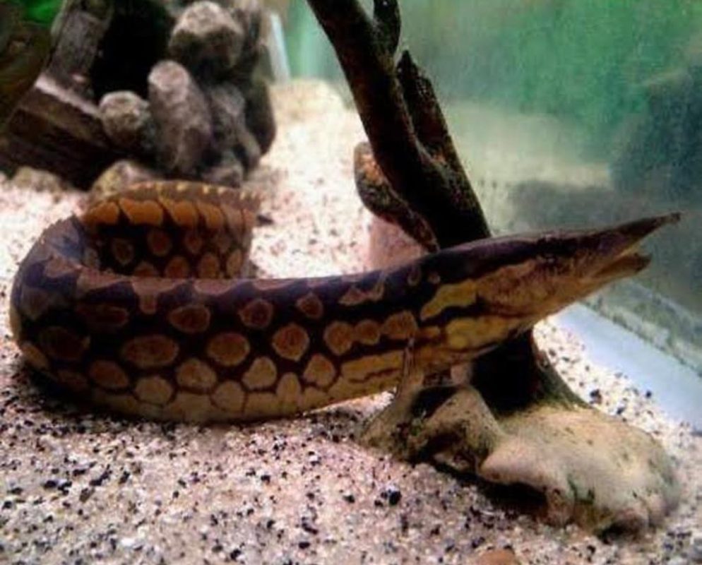 Tyre Track Eel – The Fish Guy