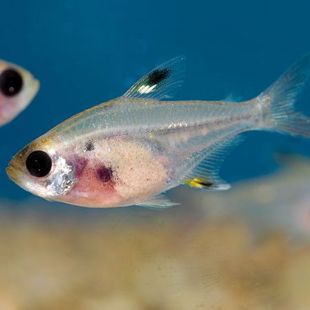 Ghost X-Ray Tetra – The Fish Guy